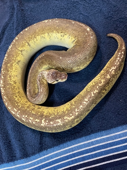 Pewter Blast Ball Python by KBC exotics