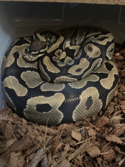 Het Clown Ball Python by KBC exotics