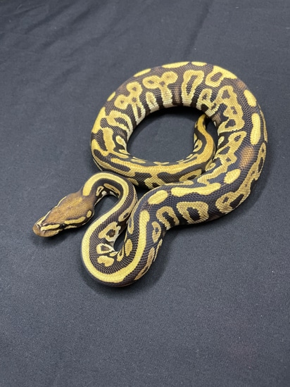 Leo,Mojave,yb Het Clown Ball Python by KBC exotics