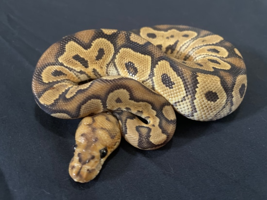 Y,B Clown Ball Python by KBC exotics