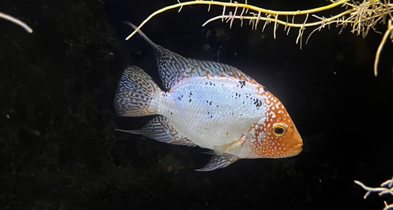 Super Red Texas New World by Epic Living Exotics