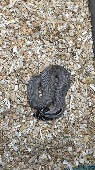 Arctic Superconda Het Albino Western Hognose by Garden State Hogs