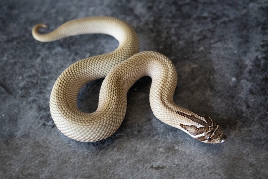 Arctic Superconda Het Albino Western Hognose by Garden State Hogs
