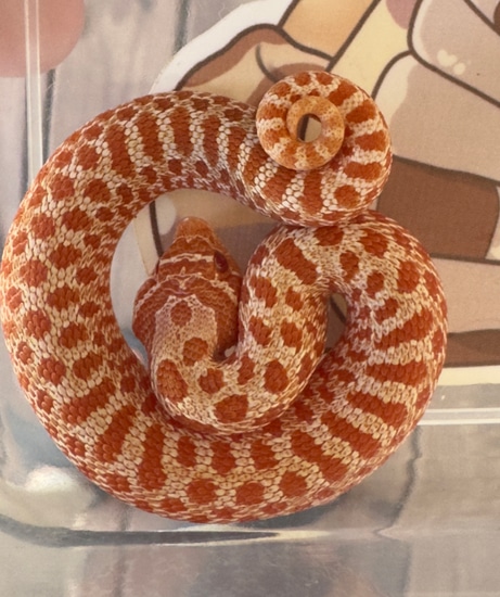 Purple Line F Albino 66% Het Sunburst Western Hognose by Garden State Hogs