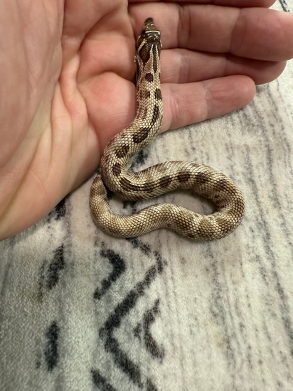 Anaconda Het Lavender 66% Het Albino Western Hognose by Garden State Hogs