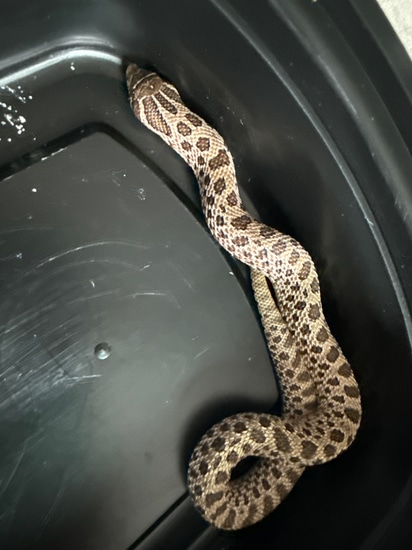 Nice F Arctic Het Snow Western Hognose by Garden State Hogs