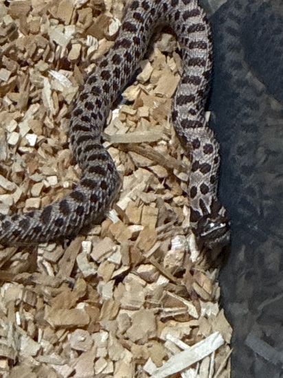 F Arctic Het Snow Western Hognose by Garden State Hogs