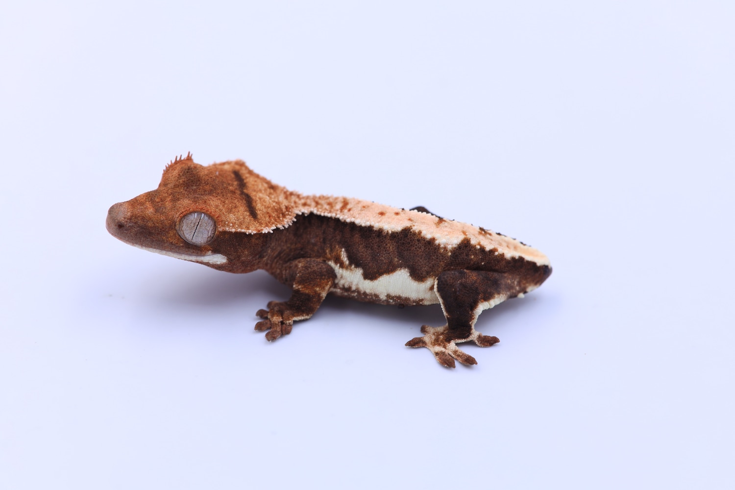 Lilly White 100% Het Axanthic Crested Gecko by Colubra - MorphMarket