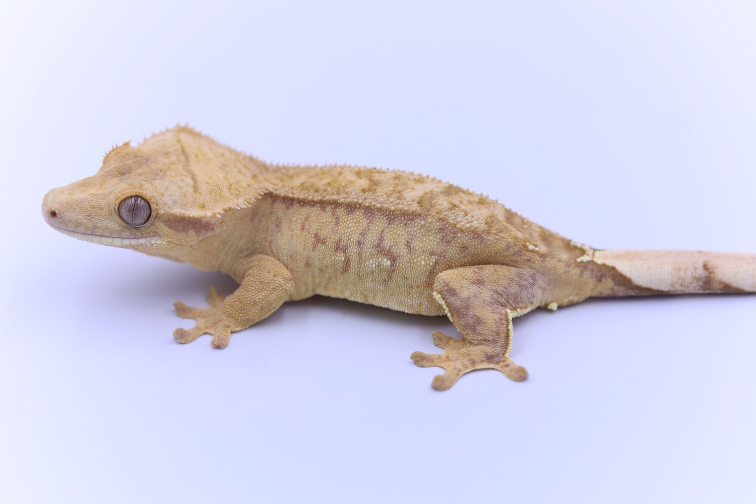 Super Beautiful Brindle Girl Crested Gecko by Colubra - MorphMarket