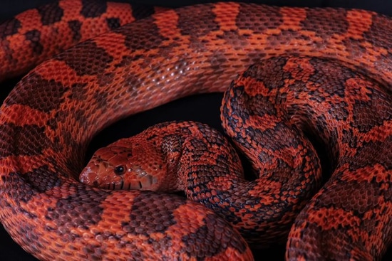 Red Special Project F2 Bullsnake by Colubra