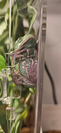 CB2024 Phyllomedusa Sauvagii Monkey Tree Frog by Colubra