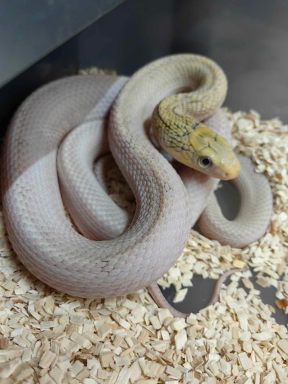 Lemon Elaphe Carinata PAIR Other Rat Snake by Colubra