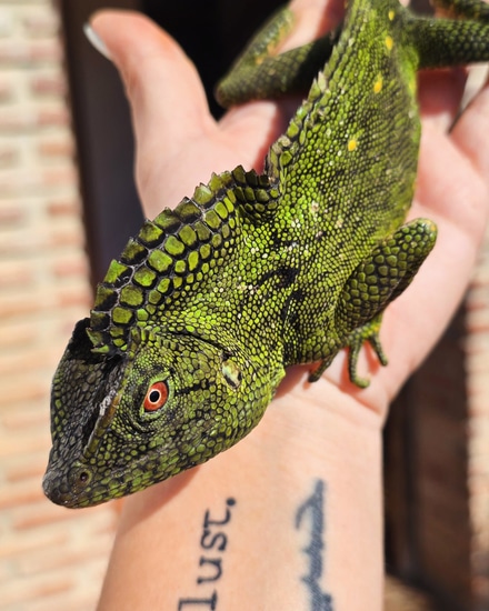 Gonocephalus Doriae Abbottii PAIR More Lizard by Colubra