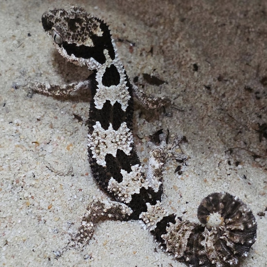 Pachydactylus Rugosus Pair More Gecko by Colubra