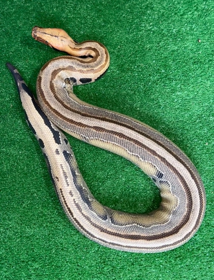 Super Stripe Borneo Short-Tailed Python by Colubrid Fanatics