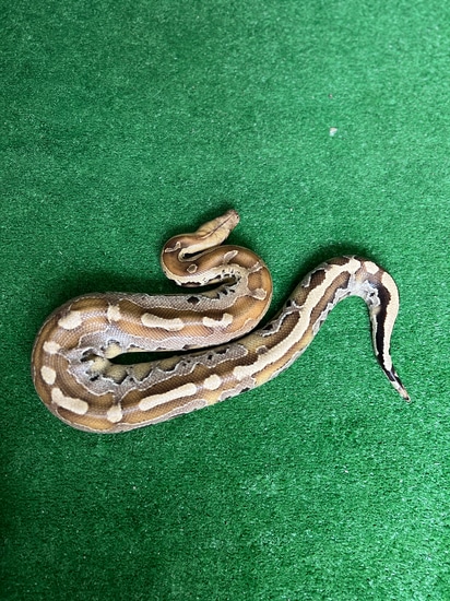 Blue Ghost Blood Python by Colubrid Fanatics