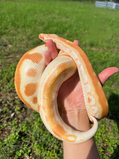 T - Albino Blood Python by Colubrid Fanatics