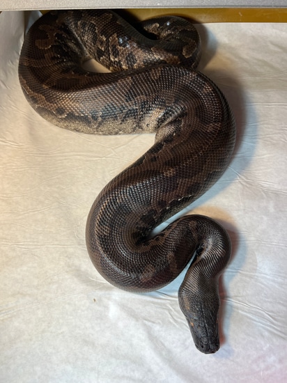 Curtis Python Sumatran Short-Tailed Python by Colubrid Fanatics