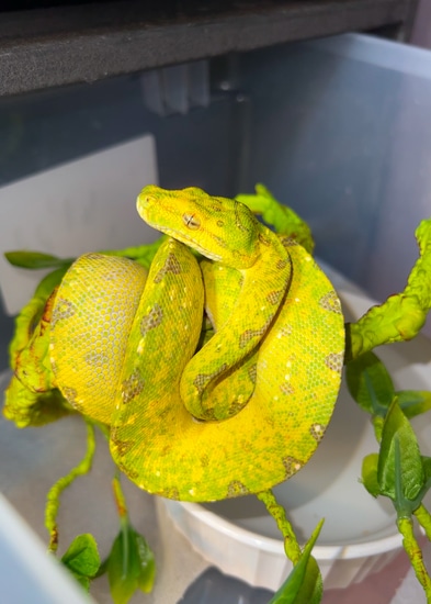 Farmed Biak Green Tree Python by Colubrid Fanatics