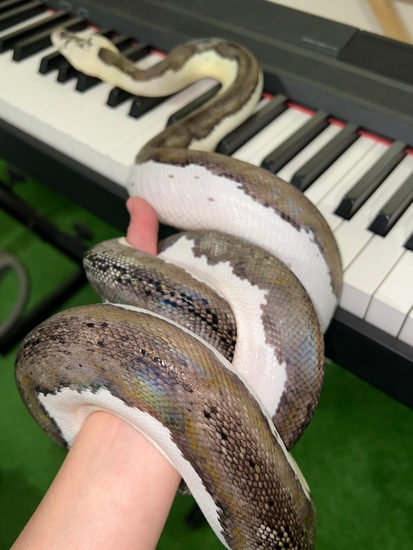 Sunfire Motley Tiger Pied Reticulated Python by Colubrid Fanatics