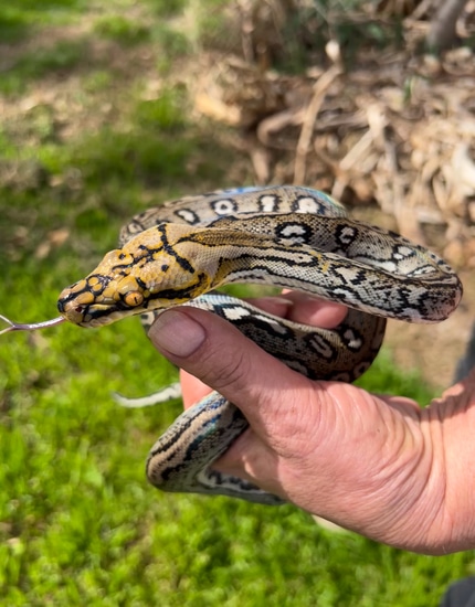 Ocelot Reticulated Python by Colubrid Fanatics