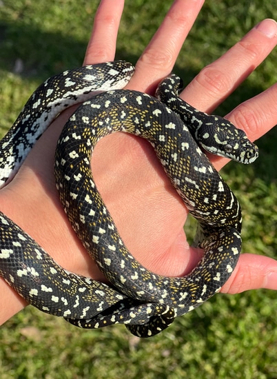 Diamond Python Diamond Carpet Python by Colubrid Fanatics