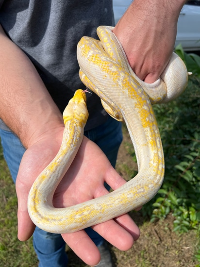 Purple Pied Reticulated Python by Colubrid Fanatics