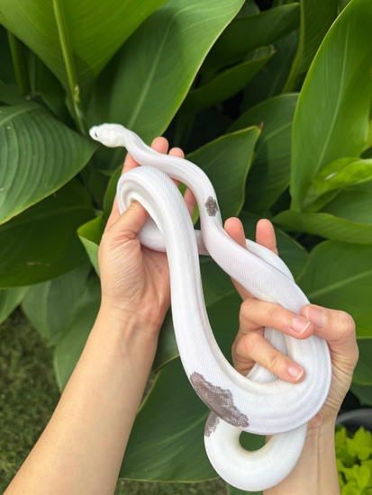 Panda Pied Reticulated Python by Colubrid Fanatics