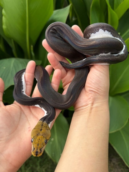 Golden Child Pied Reticulated Python by Colubrid Fanatics