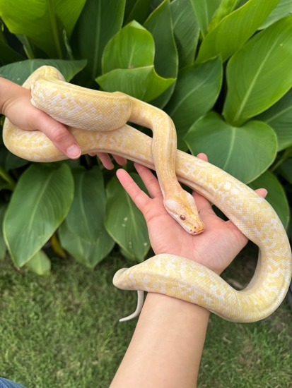 Albino Granite 66% Pos Het Pied Burmese Python by Colubrid Fanatics