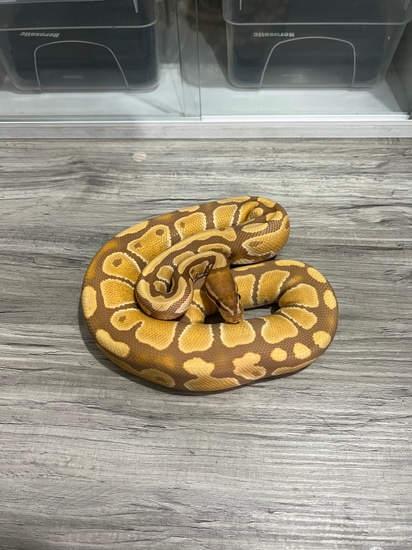 Ultramel Ball Python by AJ Pythons