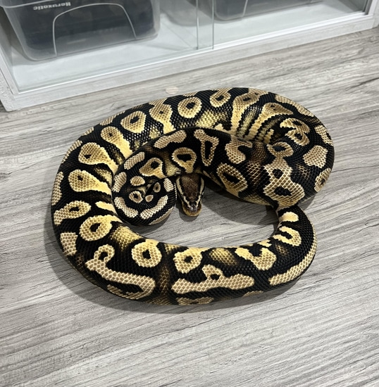 Pastel Gravel Het Clown Ball Python by AJ Pythons