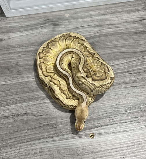 Chocolate Lesser Pinstripe Het Clown Ball Python by AJ Pythons
