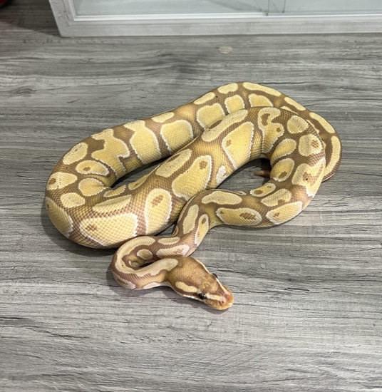 Banana Phantom Ball Python by AJ Pythons