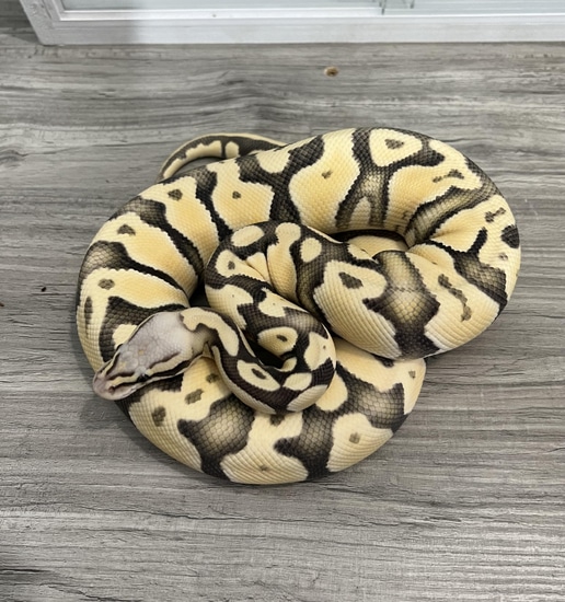 Super Pastel Orange Dream Desert Ghost Ball Python by AJ Pythons