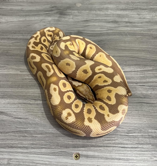 Group Of 8 Ball Pythons by AJ Pythons