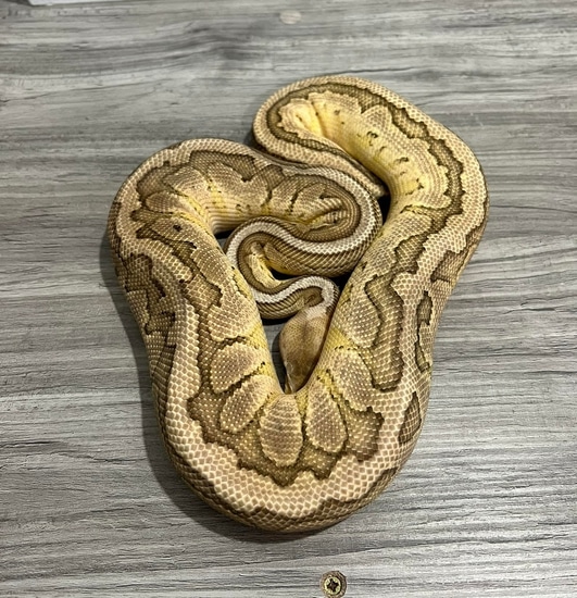 1.2 Clown Group Ball Python by AJ Pythons
