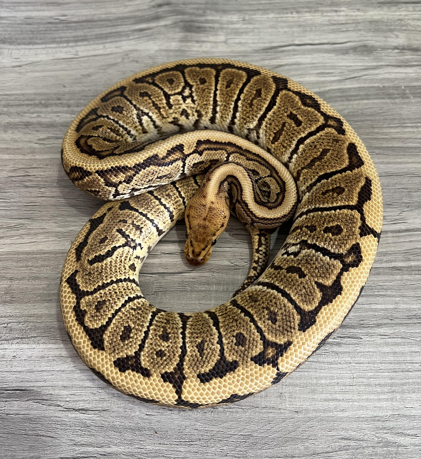 AJ Pythons's Collection - MorphMarket