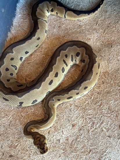 Bolt Ball Python by Comet's Critters