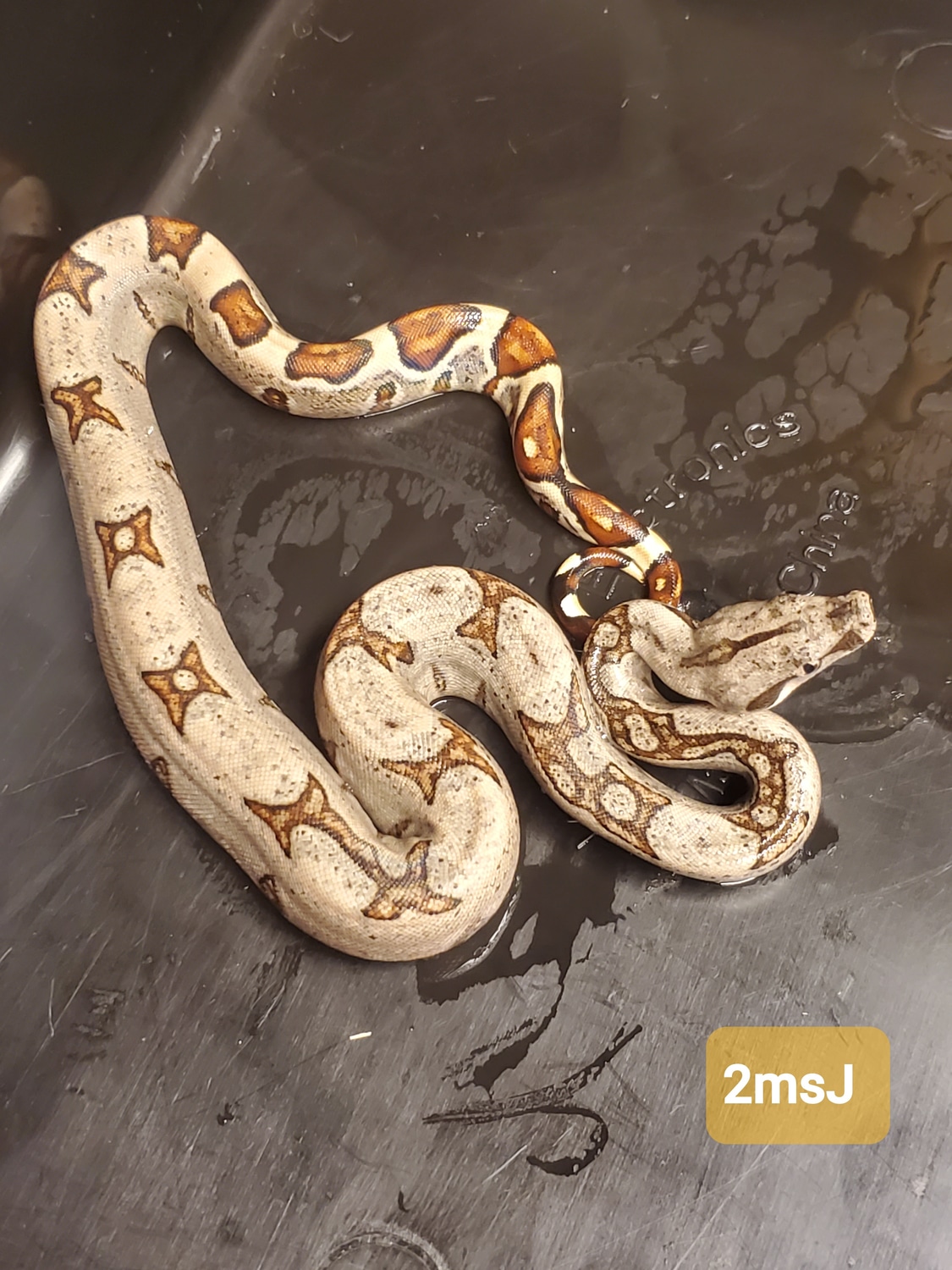 Super Jungle Boa Constrictor by Competition Reptiles - MorphMarket