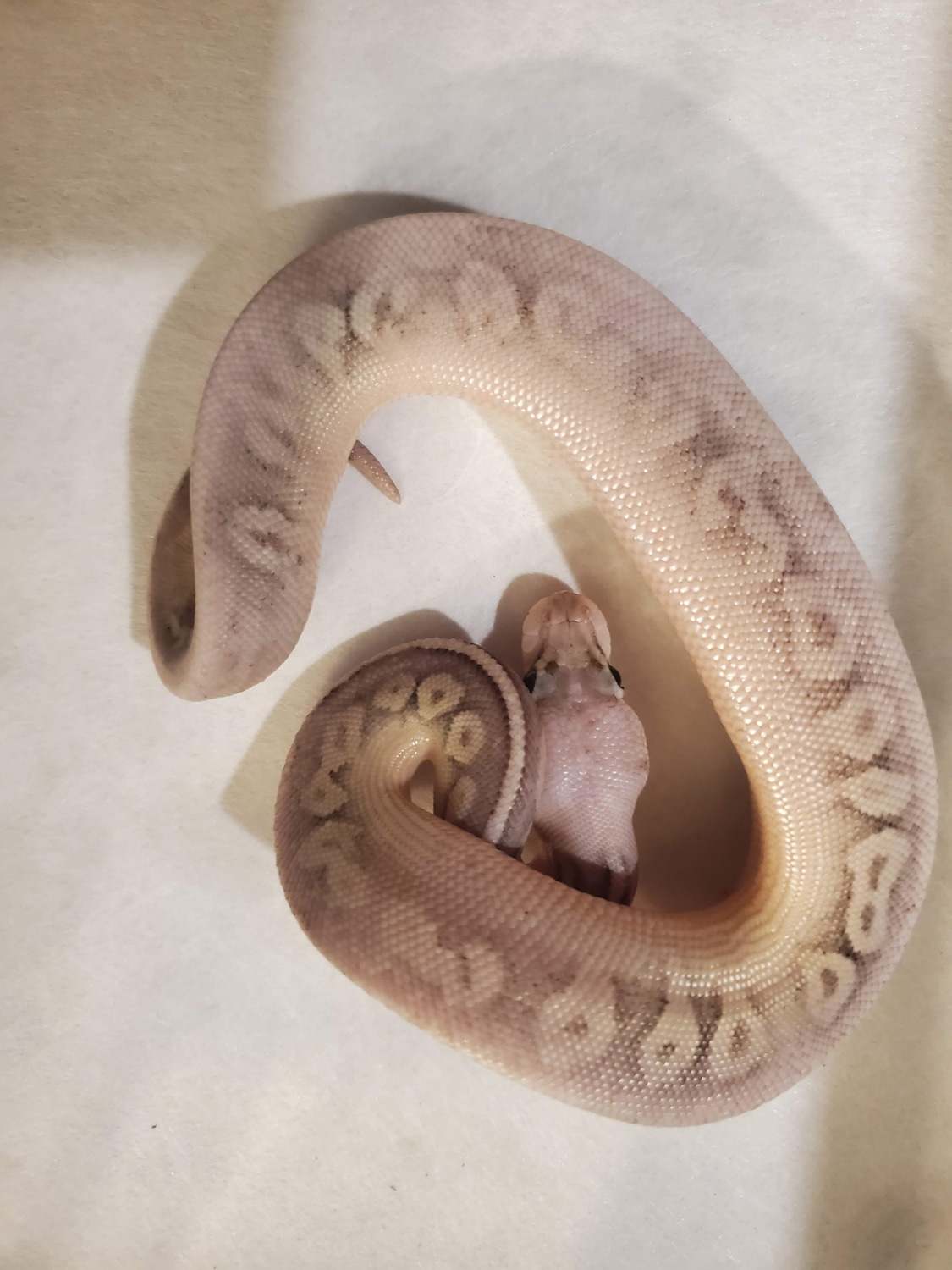 Super Pastel Cinny Vanilla Ball Python by Competition Reptiles ...