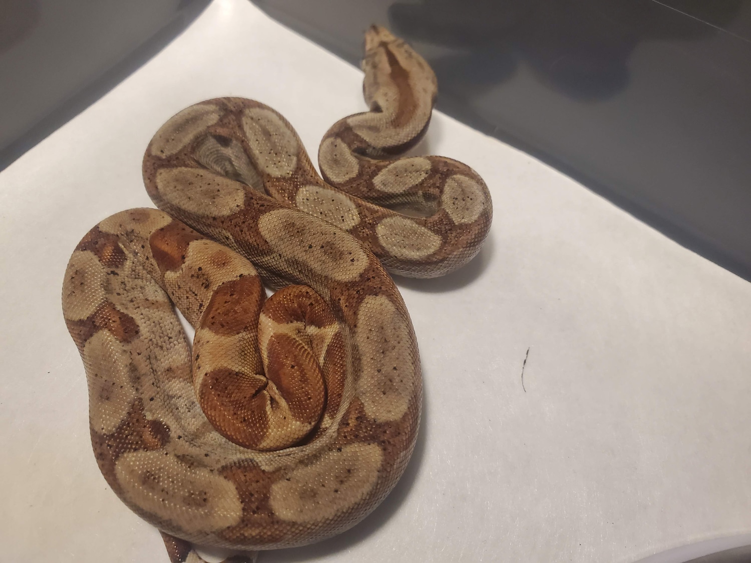 2020 CA Orange-Tail Hypo Boa Constrictor by Competition Reptiles ...