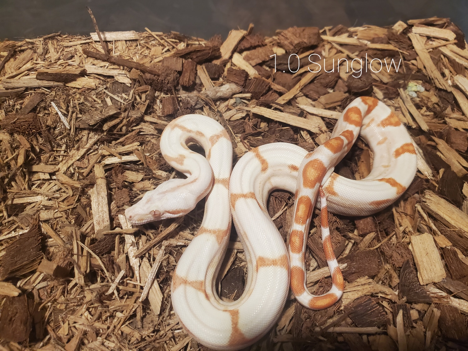 Sunglow Boa Boa Constrictor by Competition Reptiles - MorphMarket