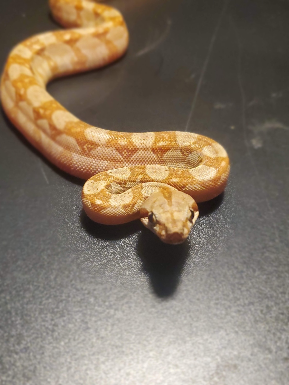 T+ Albino Nicaragua Boa Constrictor by Competition Reptiles - MorphMarket