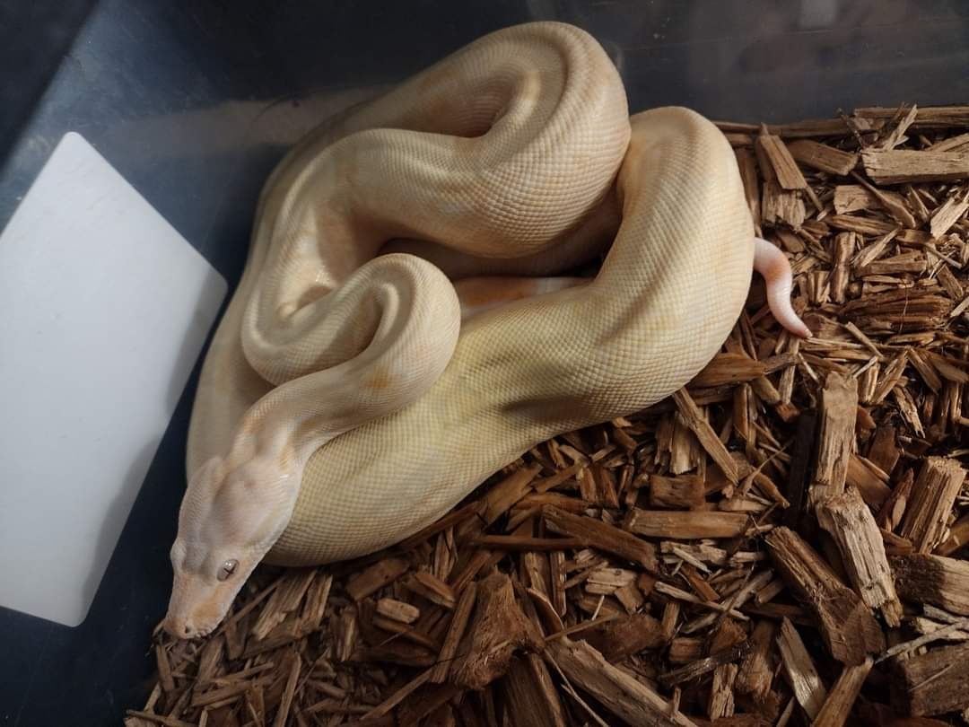 Albino Boa Constrictor by Competition Reptiles - MorphMarket