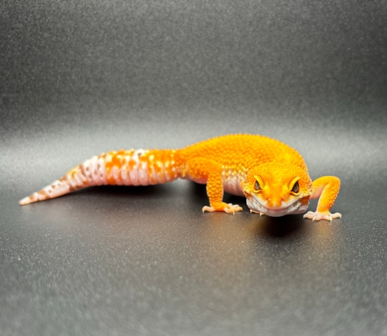 OG Tangerine Sunglow (F) Leopard Gecko by Reptile Mafia, LLC