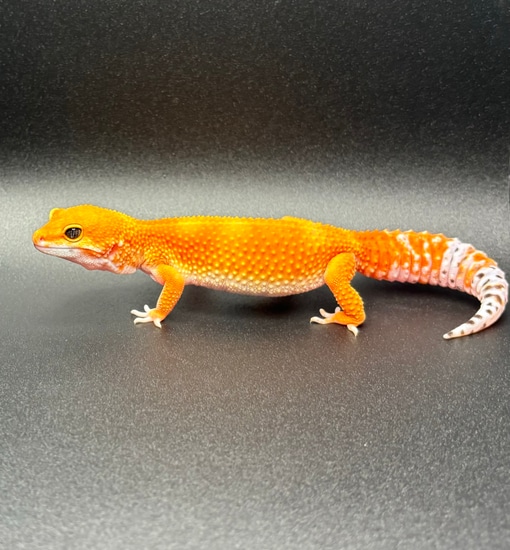 Super Hypo OG Tangerine Ph. Tremper Leopard Gecko by Reptile Mafia, LLC