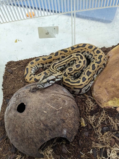 Labyrinth Burmese Python For Sale by Compound Exotics