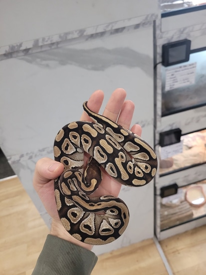Great Beginner Ball Python For Sale - Mojave by Compound Exotics