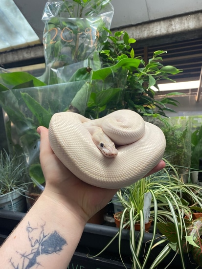 Incredible Ivory Ball Python For Sale by Compound Exotics